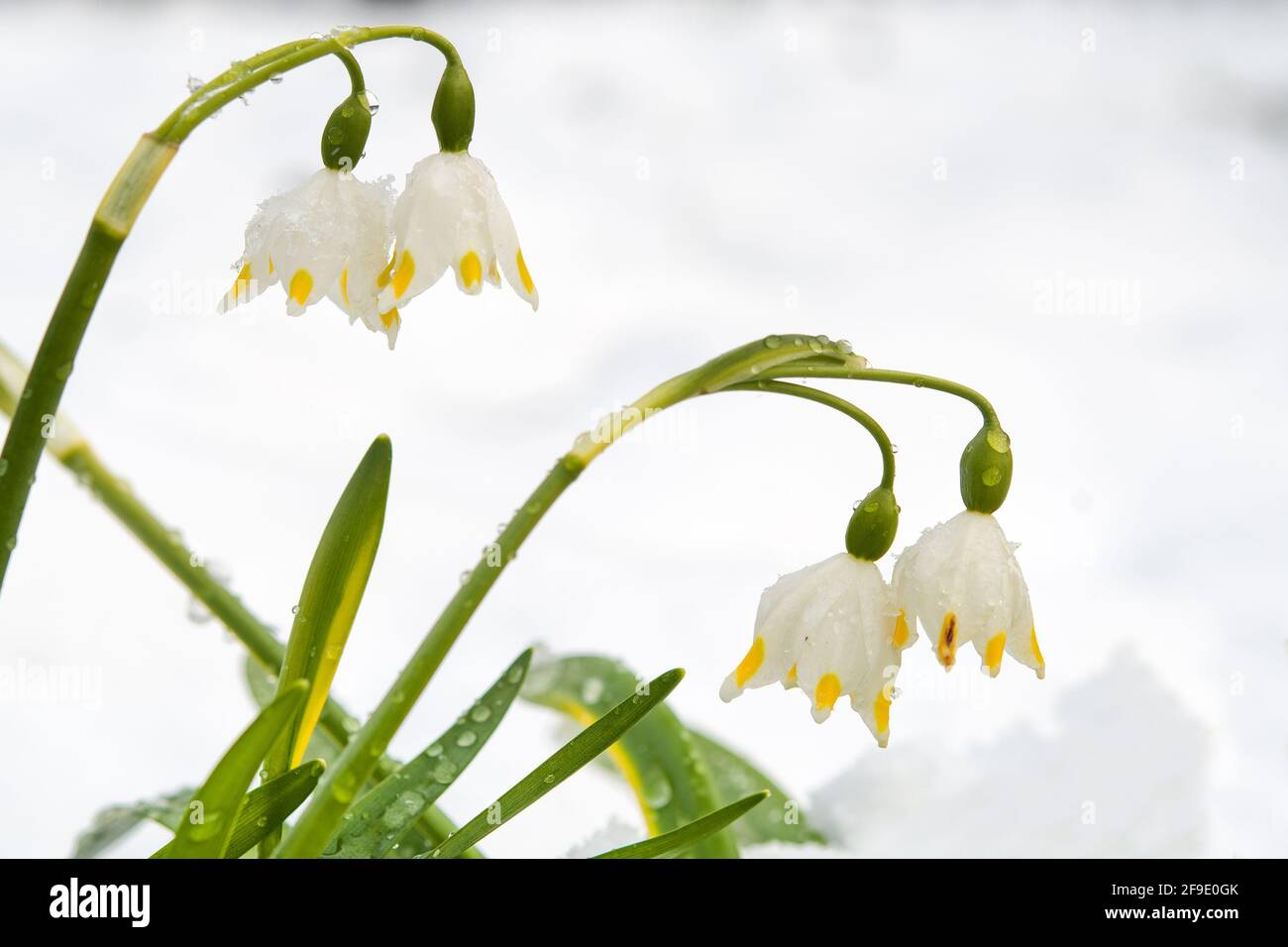 March Nature Wallpaper