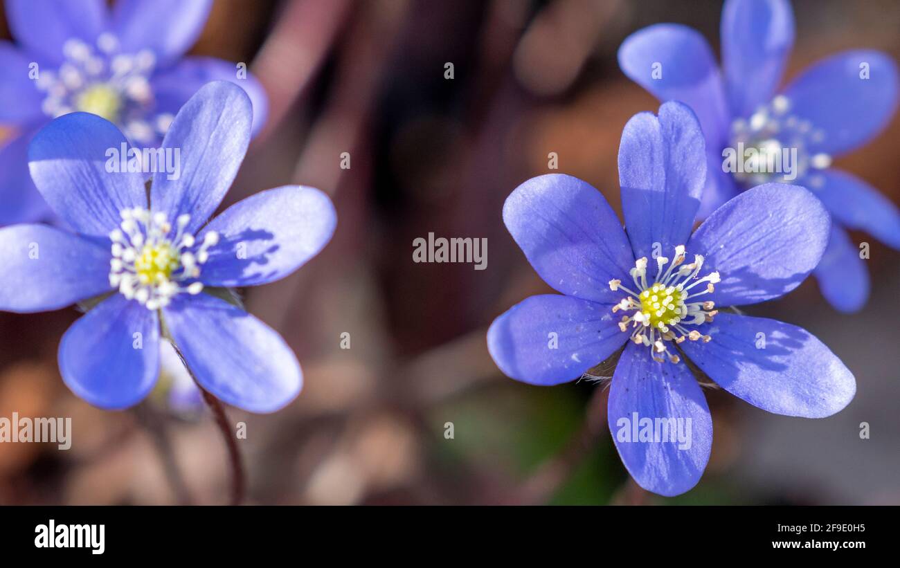 Violet Common Hepatica or Anemone hepatica on Spring Scene Flower Bed ...