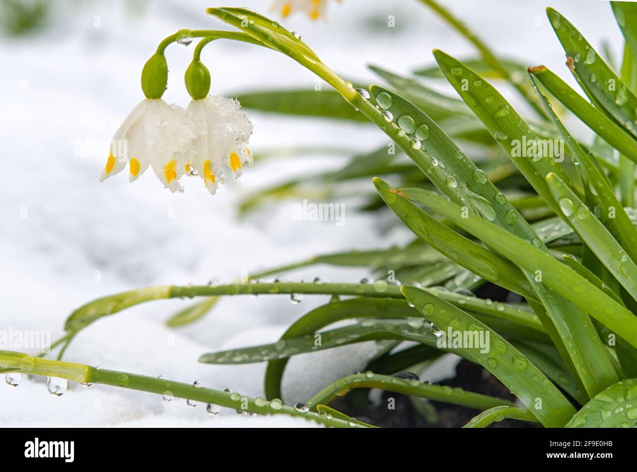 spring flowers in March in the forest, beautiful nature background ...