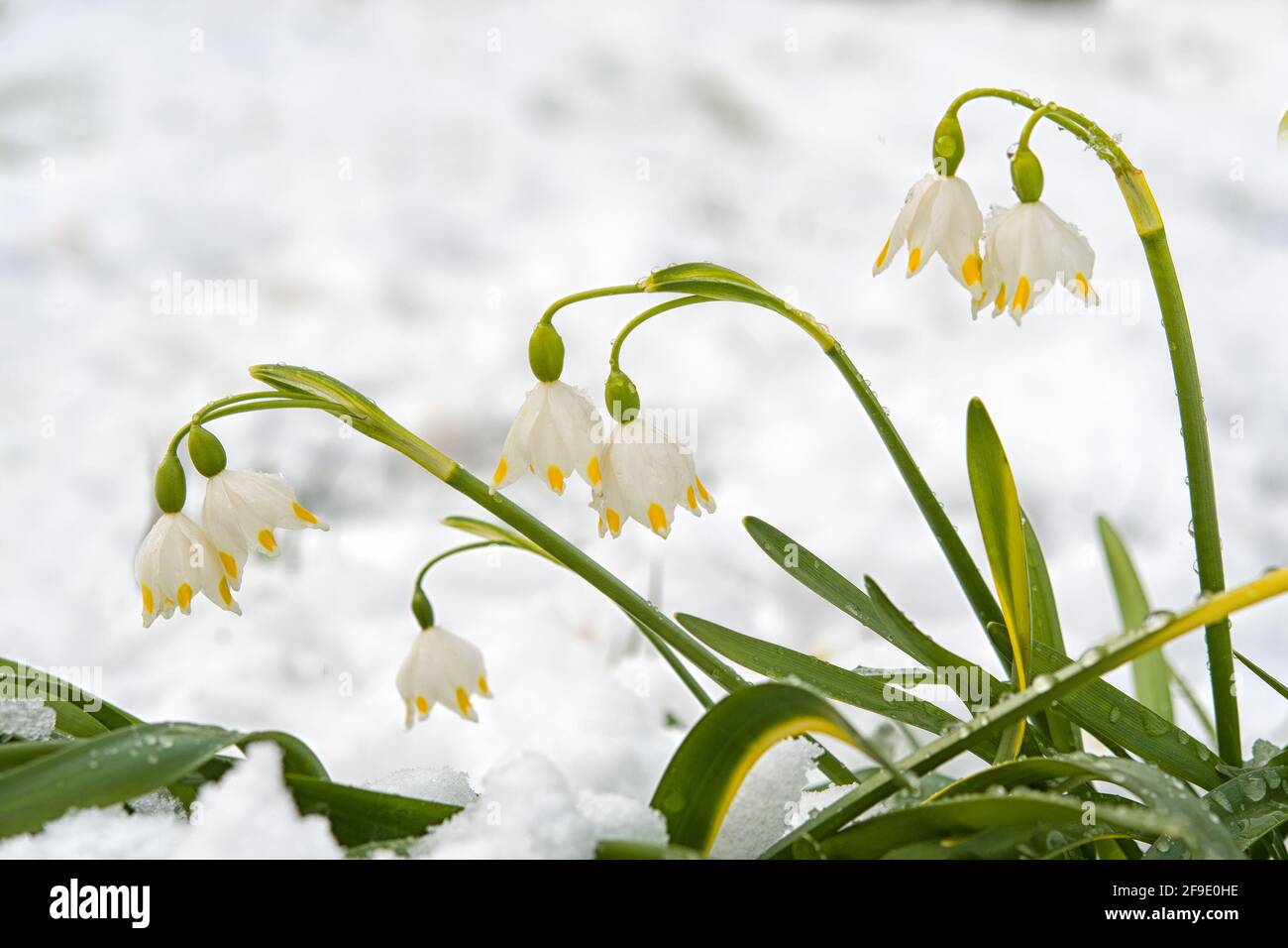 March Nature Wallpaper