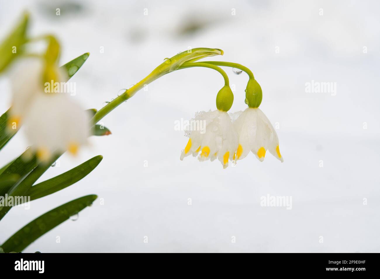 spring flowers in March in the forest, beautiful nature background ...