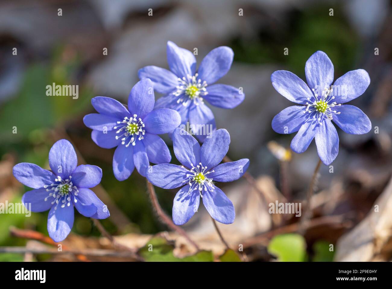 Violet Common Hepatica or Anemone hepatica on Spring Scene Flower Bed ...