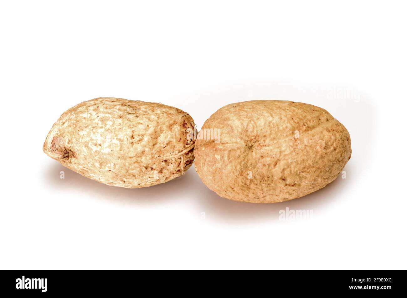 Peanuts. Two real little whole nuts isolated on white background ...