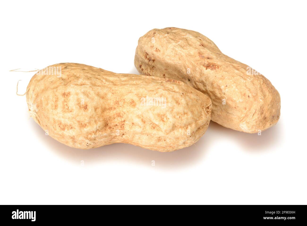 Peanuts. Two real little whole nuts isolated on white background ...