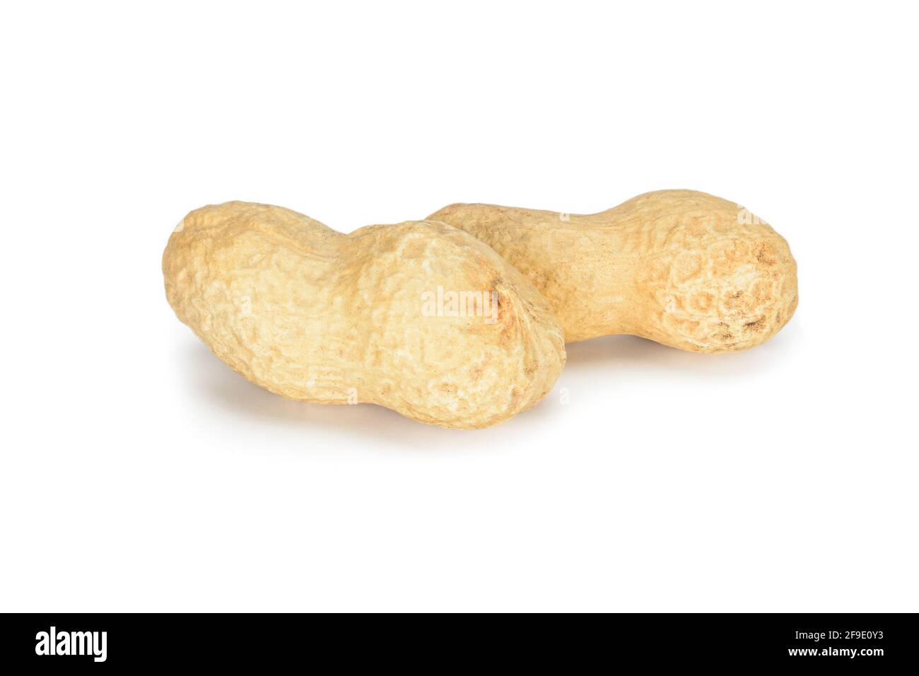 Peanuts. Two real whole nuts isolated on white background. Peanut macro ...