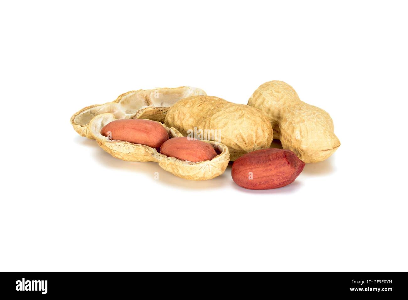 Peanuts. Two real whole nut with two kernels in shell isolated on white ...