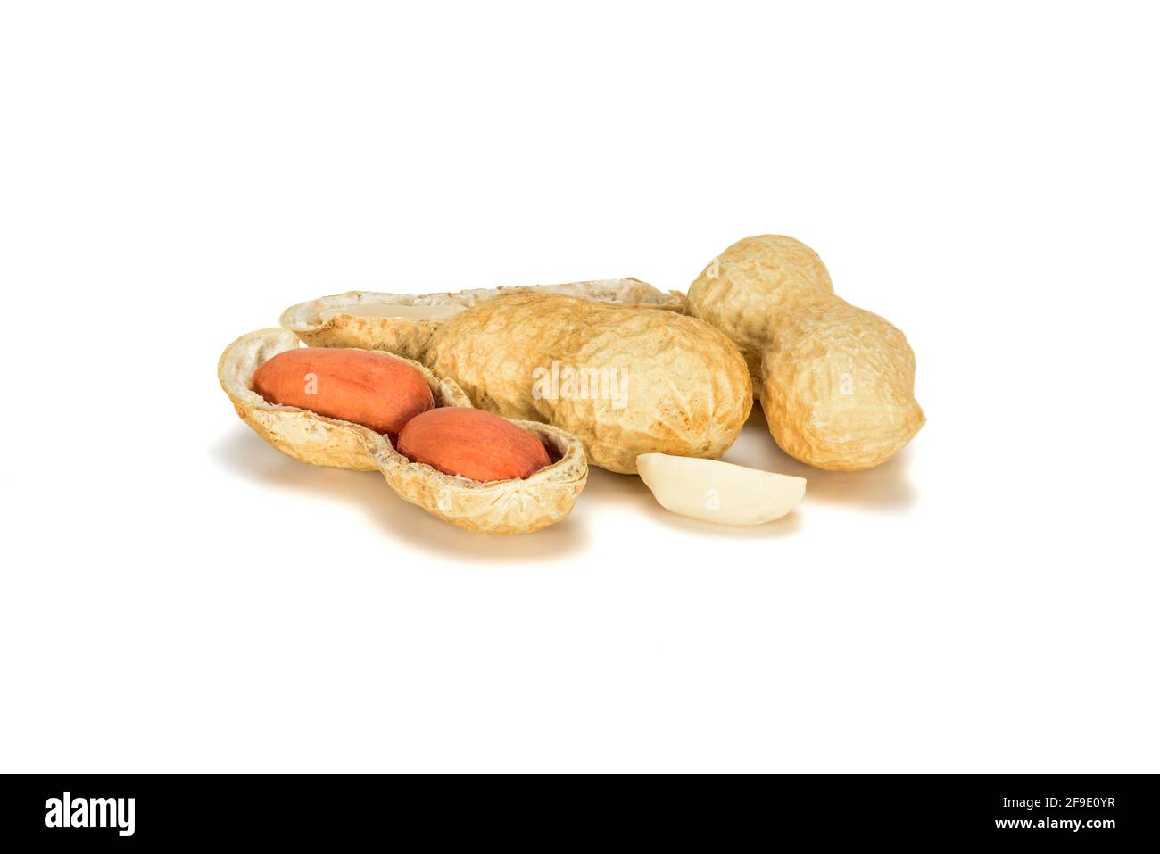 Peanuts. Two real whole nut with two kernels in shell isolated on white ...
