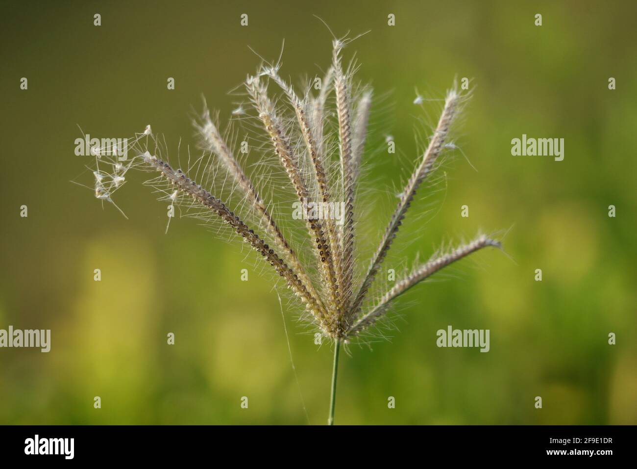 Swollen finger grass hi-res stock photography and images - Alamy