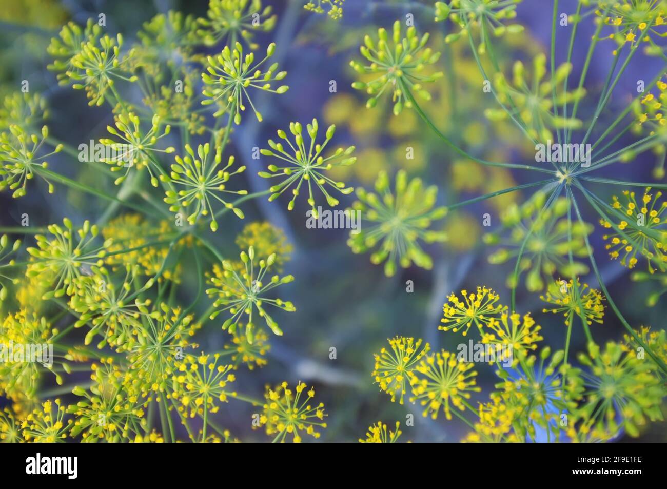 Dill seeds hi-res stock photography and images - Alamy