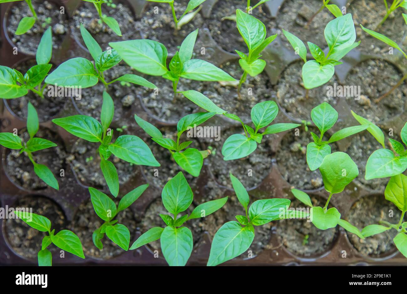 Small seedlings growing in a growing tray Stock Photo - Alamy