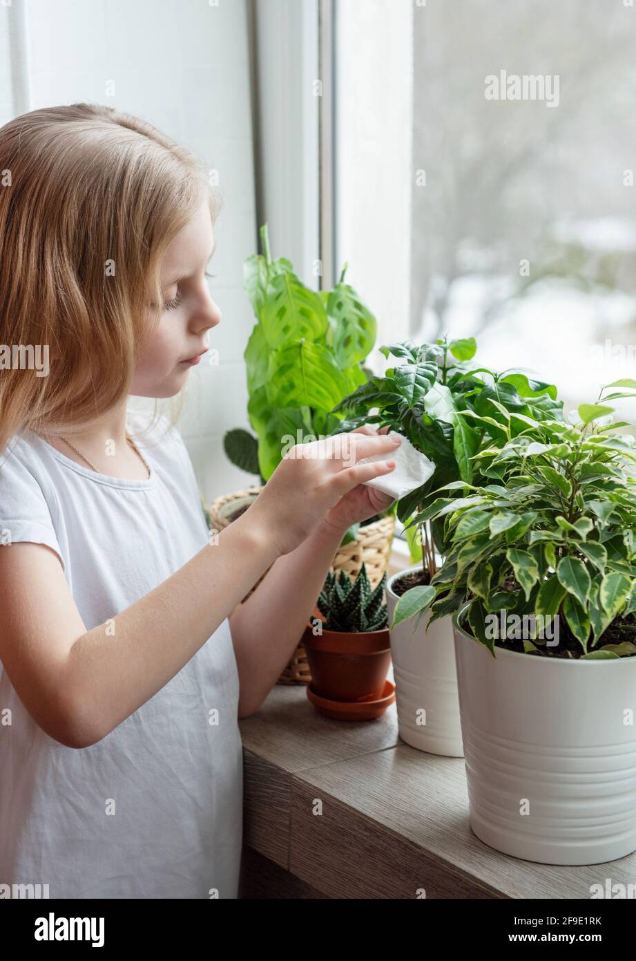 Little girl wipes the foliage of house plants, houseplant care Stock ...
