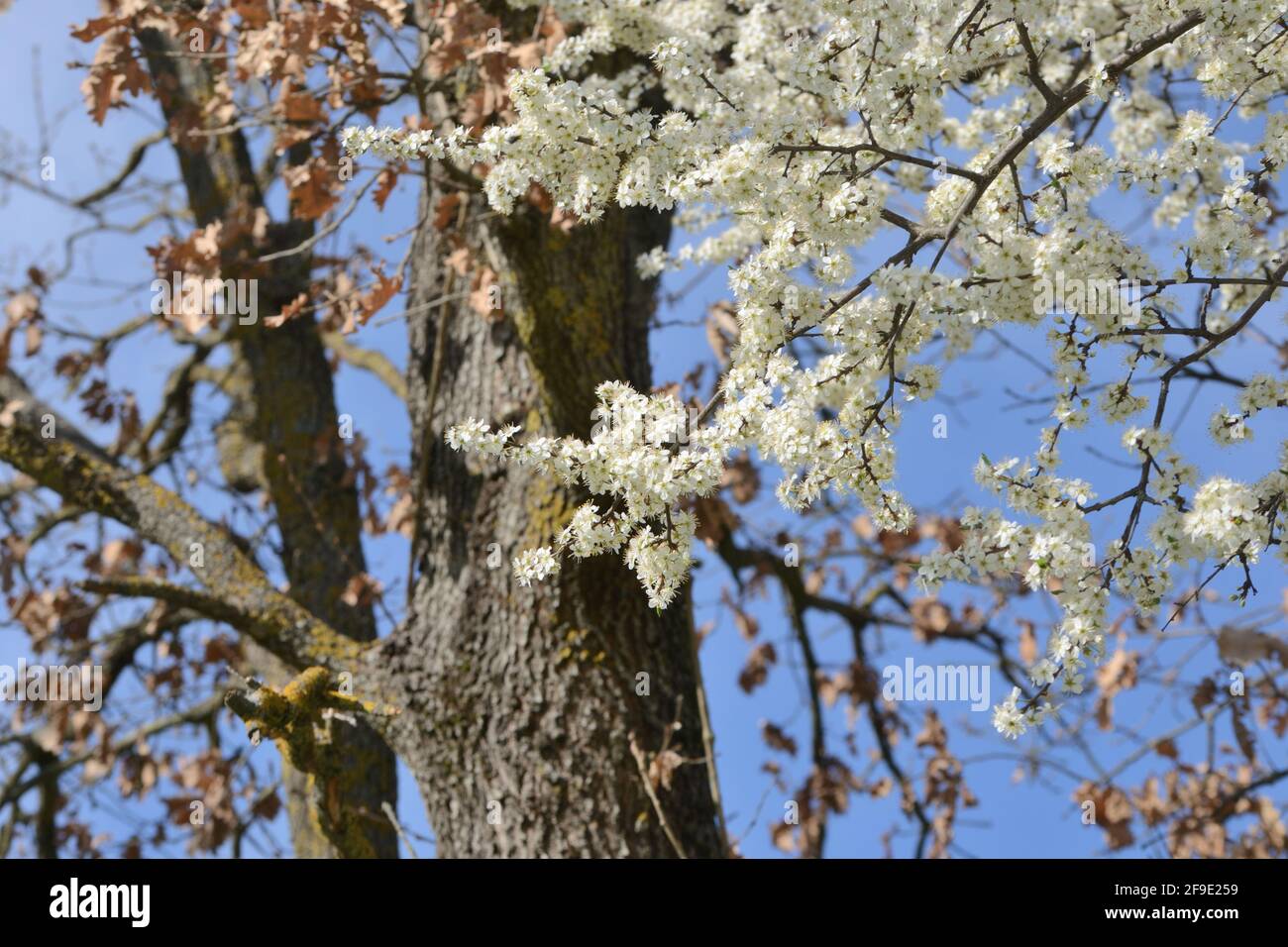 Old tree wallpapers hi-res stock photography and images - Alamy