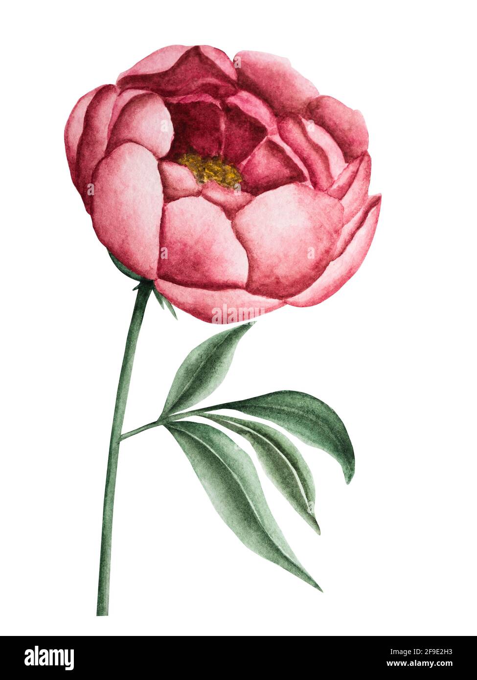 Beautiful watercolor drawing of bright flower. Close up, no people ...