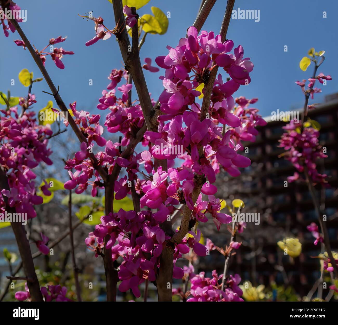 Sakura family tree, with an abundance of beautiful purple flowers ...