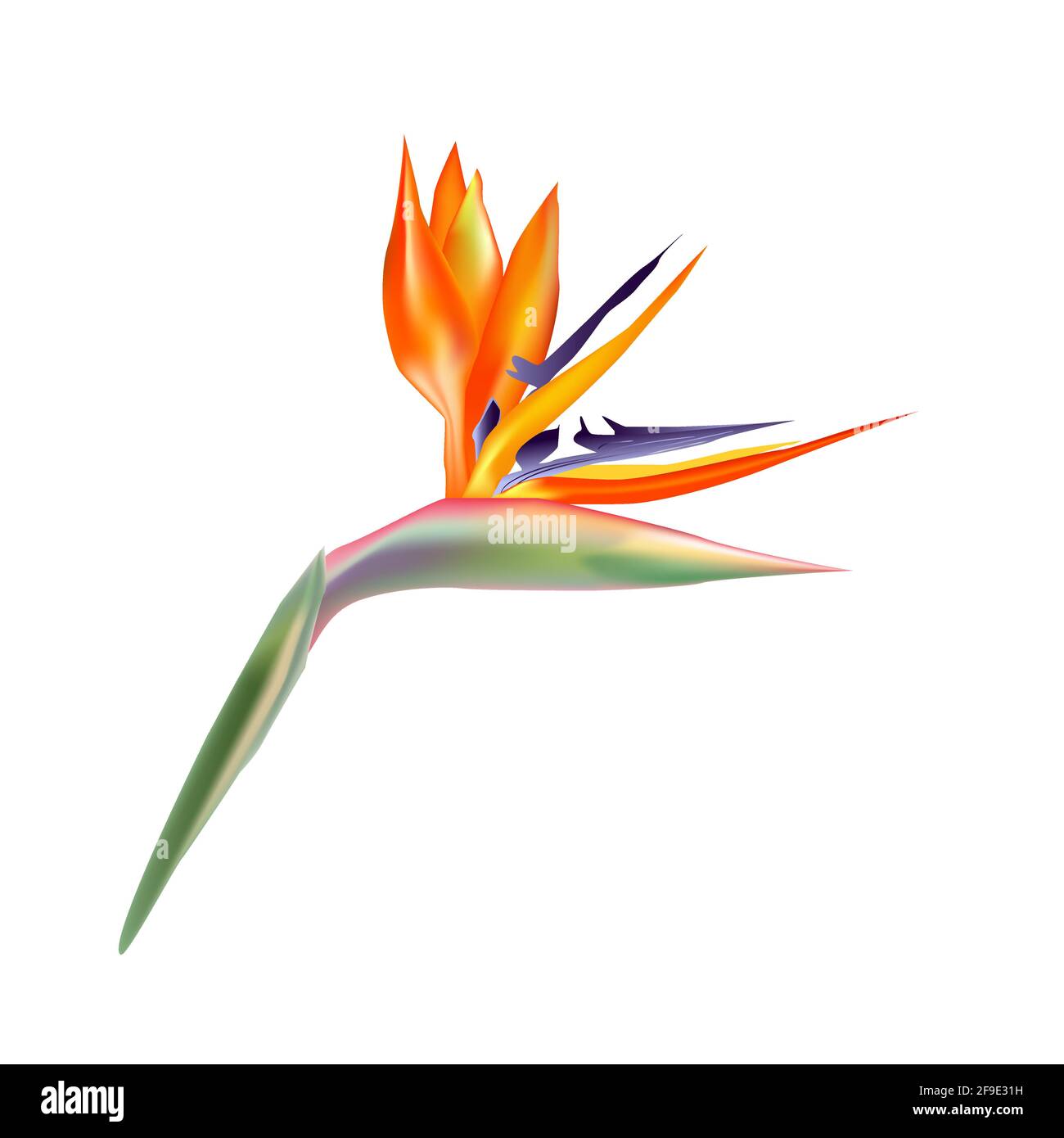 Strelitzia reginae flowers. Strelitzia (bird of Paradise) flower ...