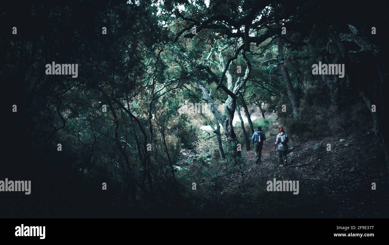 dark sloping forest with high green trees and hikers trying to reach ...