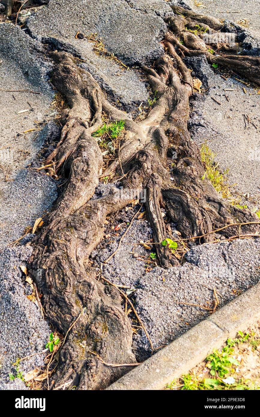 Tree roots sprouting hi-res stock photography and images - Alamy