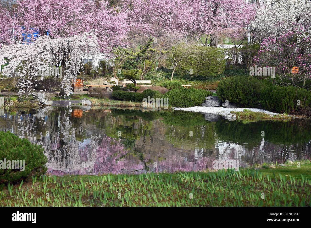Blossoming tree and pond in Setagaya Park Vienna springtime Stock Photo ...