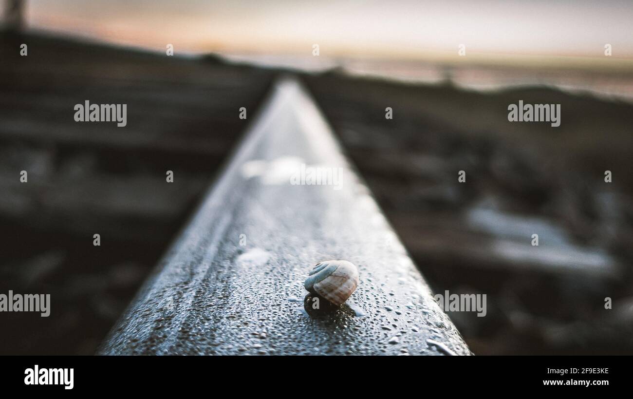 A shallow focus shot of a snail hiding in the shell on a thin wet metal ...