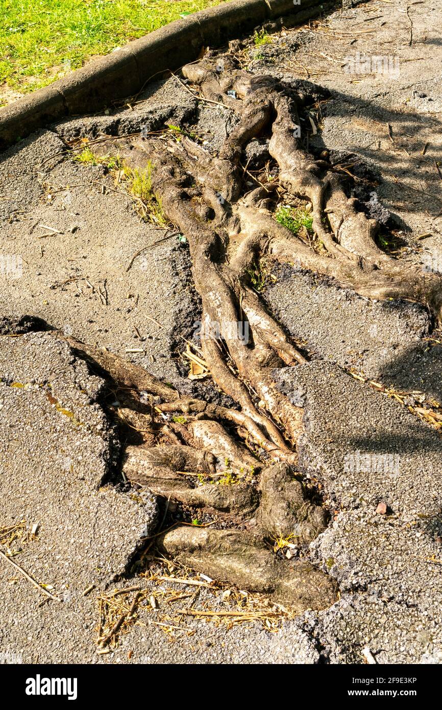 Roots of the tree broke the asphalt pavement of the road. A plant ...
