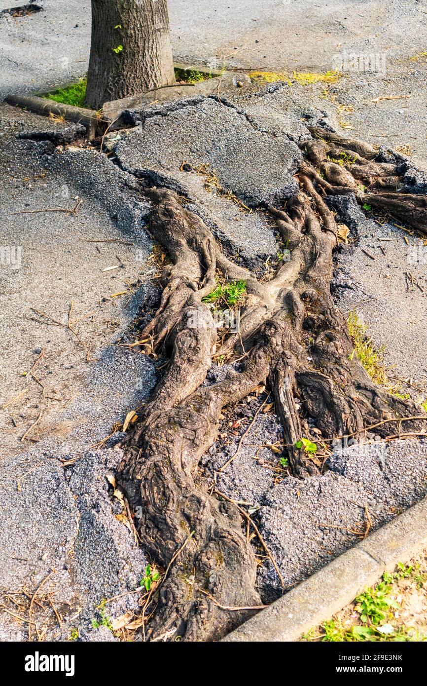 Broken sprouted tree roots asphalt road close up Stock Photo - Alamy