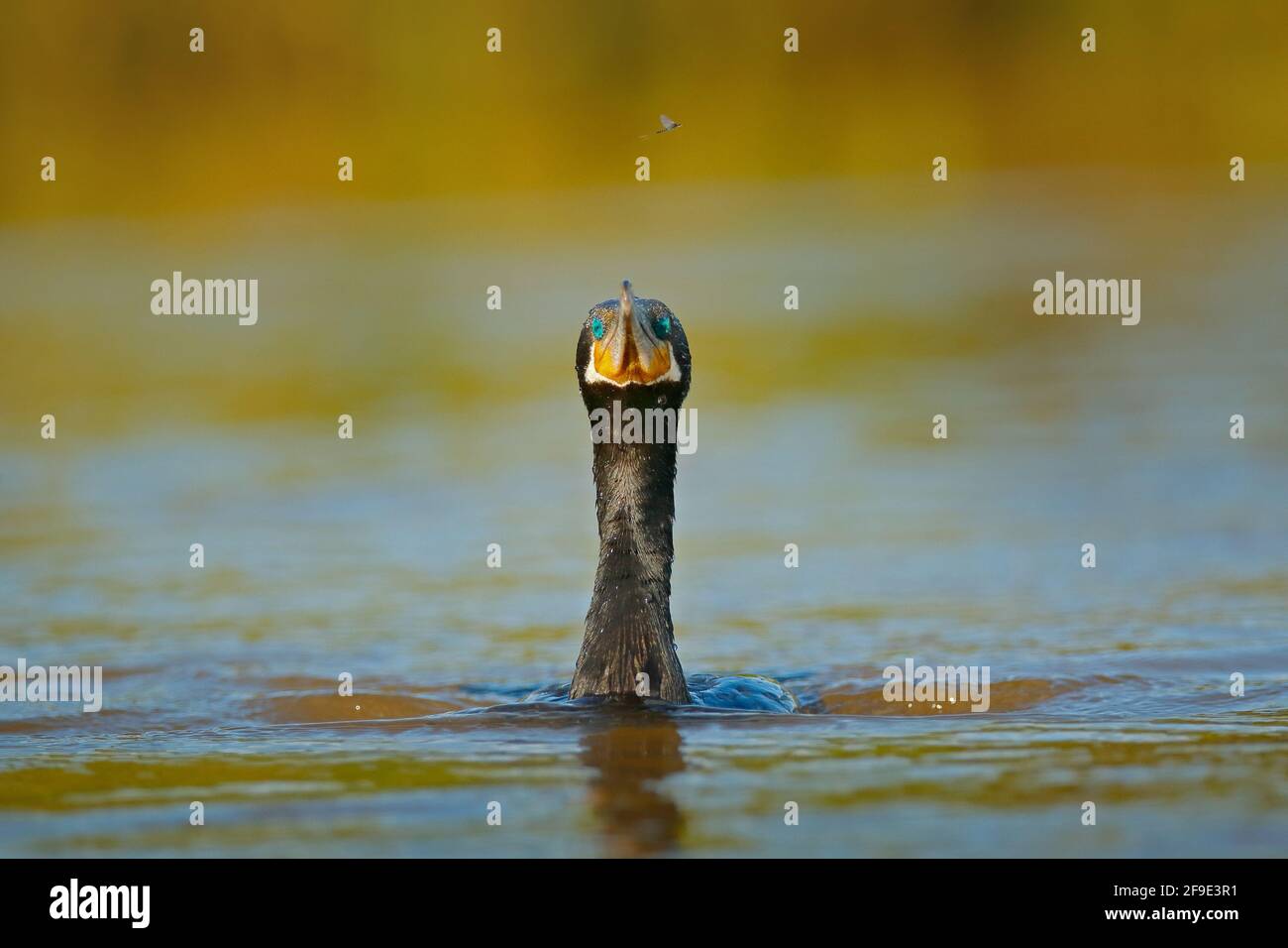 Indian rover bird hi-res stock photography and images - Alamy