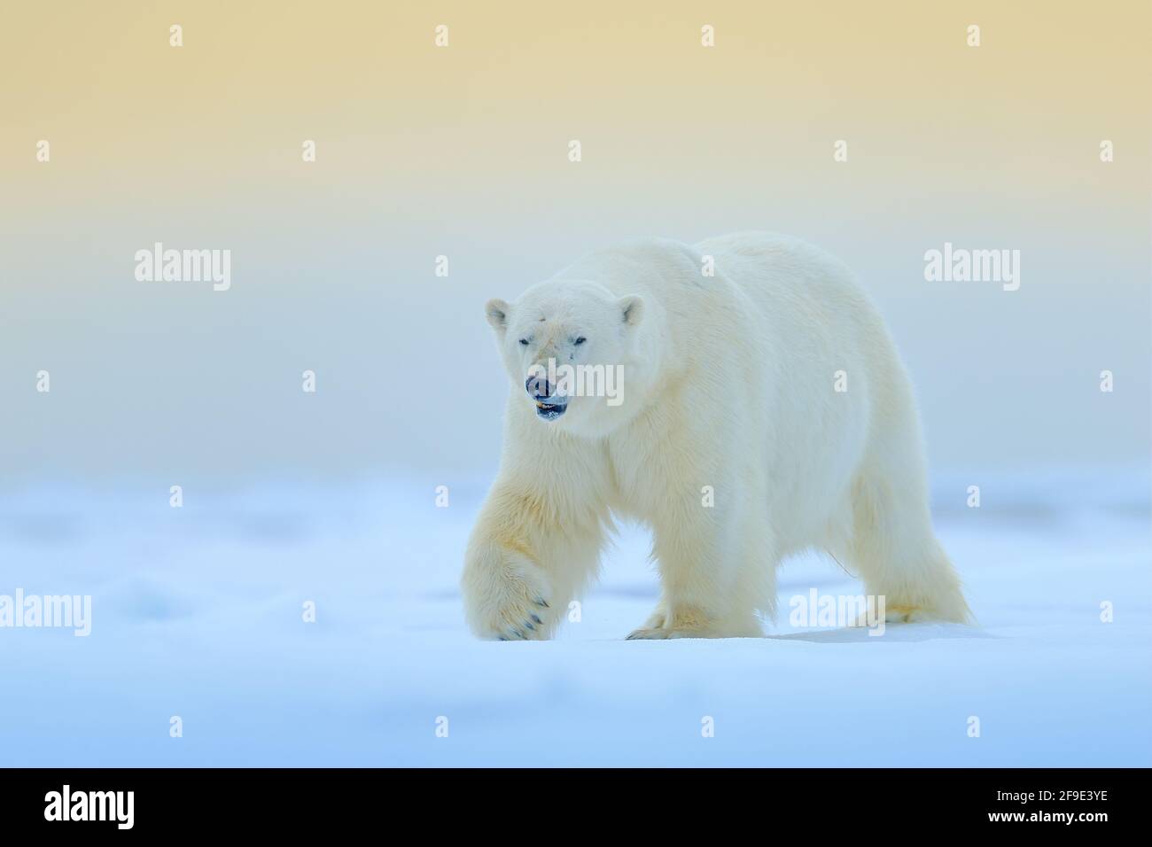 Polar bear on drift ice edge with snow and water in Manitoba, Canada ...