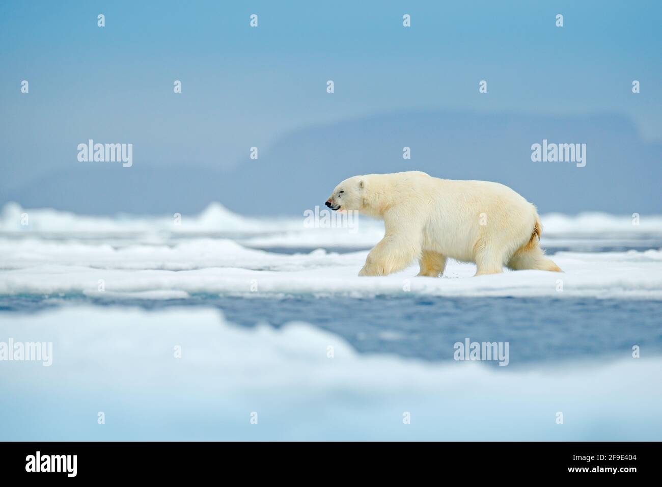 Polar bear on drift ice edge with snow and water in Svalbard sea. White ...