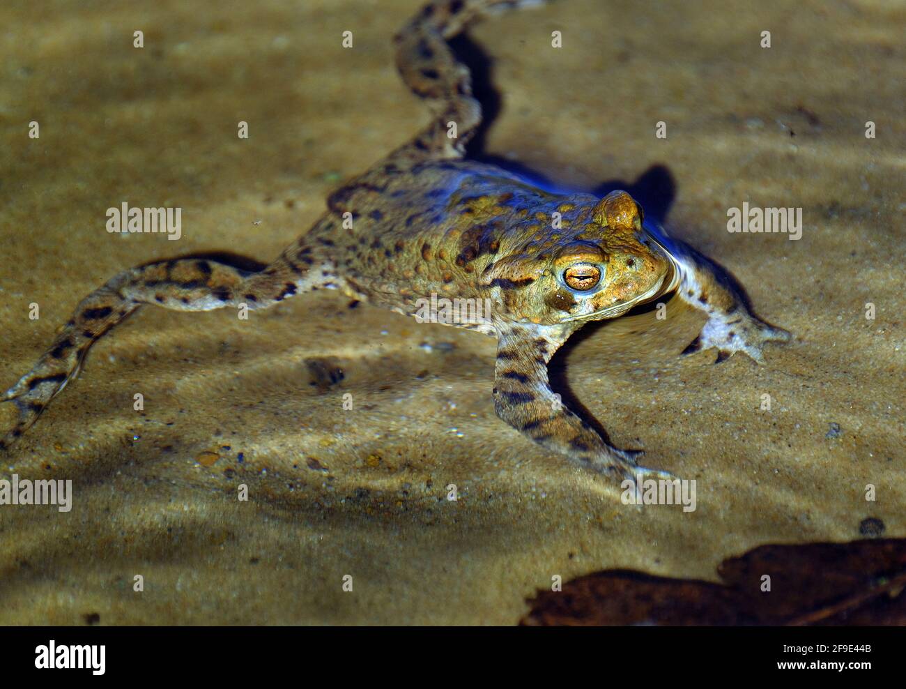 The common frog, also known as the European common frog, European ...