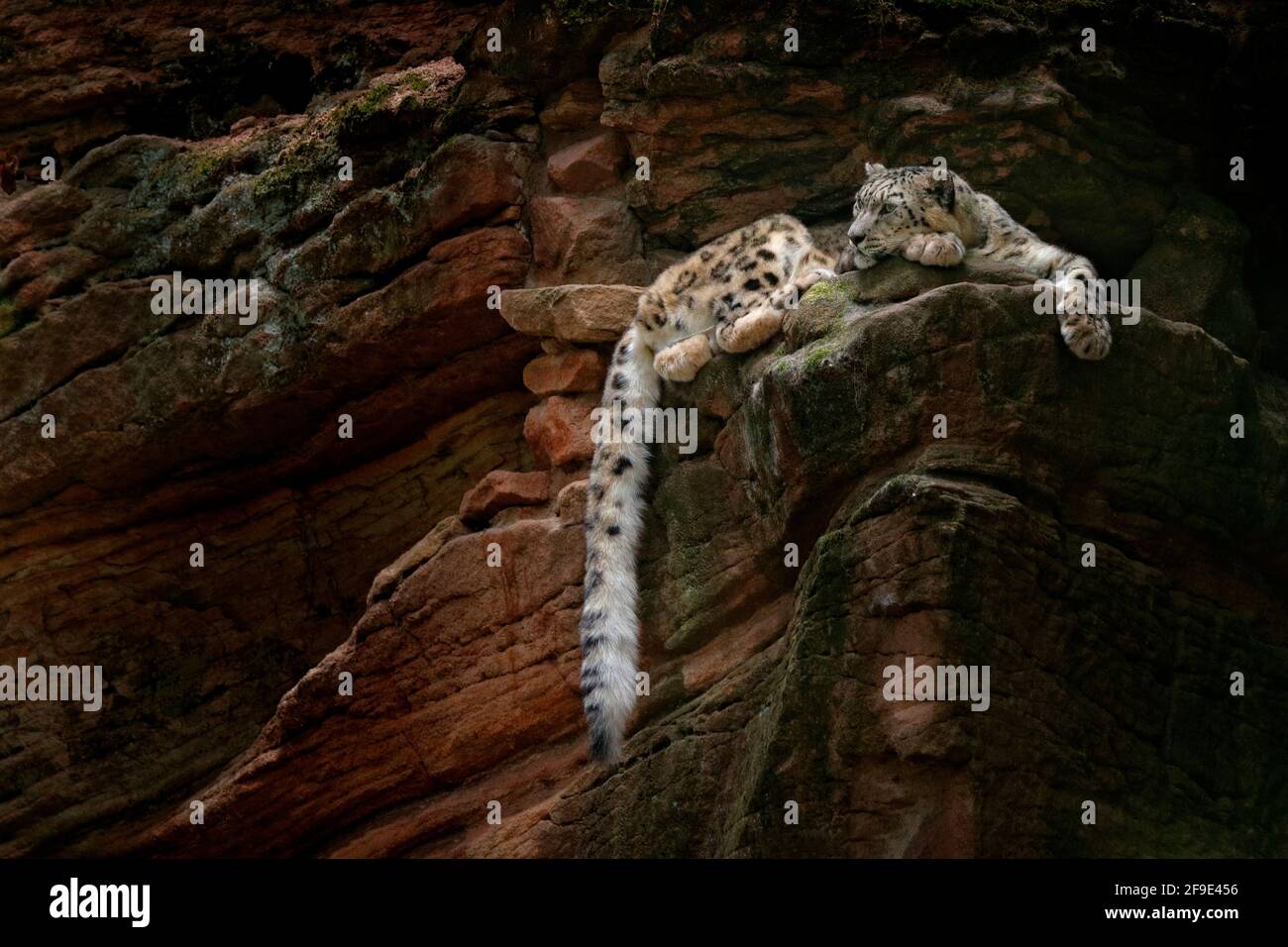 Snow leopard with long tail in the daRK rock mountain, Hemis National ...