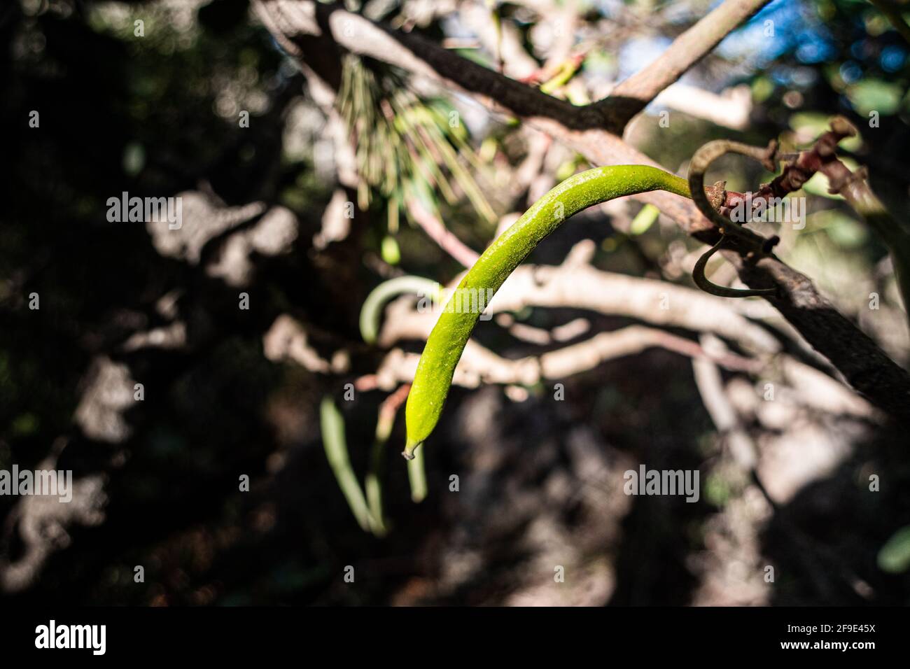 A closeup shot of a single pod of dry green bean hanging on a tree ...