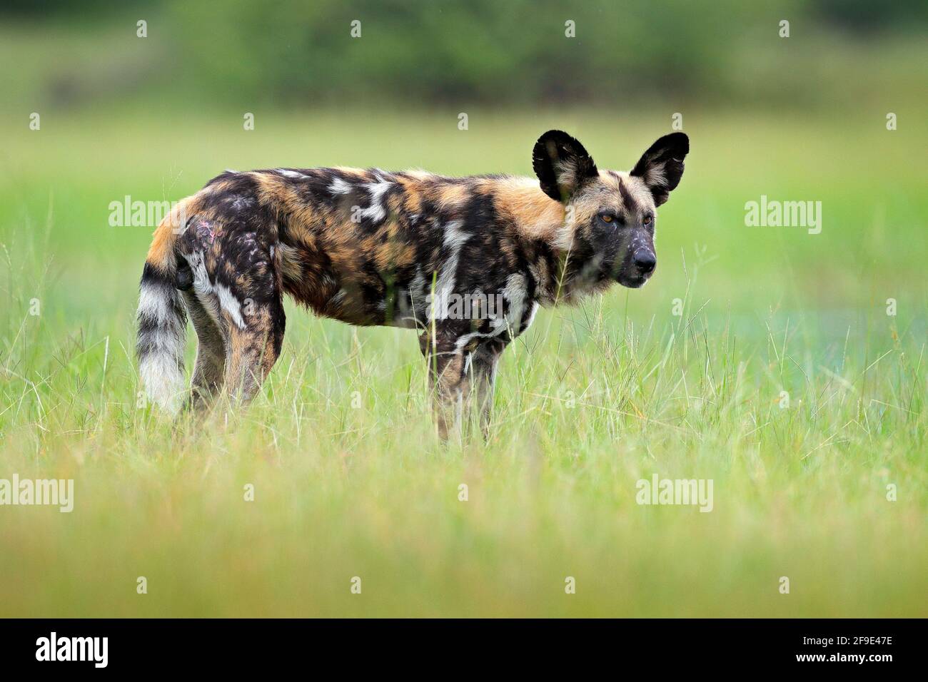 African wild dog, walking in the green grass, Okacango deta, Botswana ...