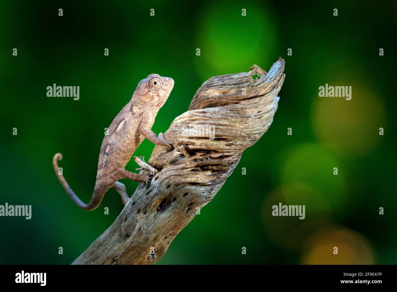 Furcifer verrucosus, warty spiny chameleon sitting on the branch in ...