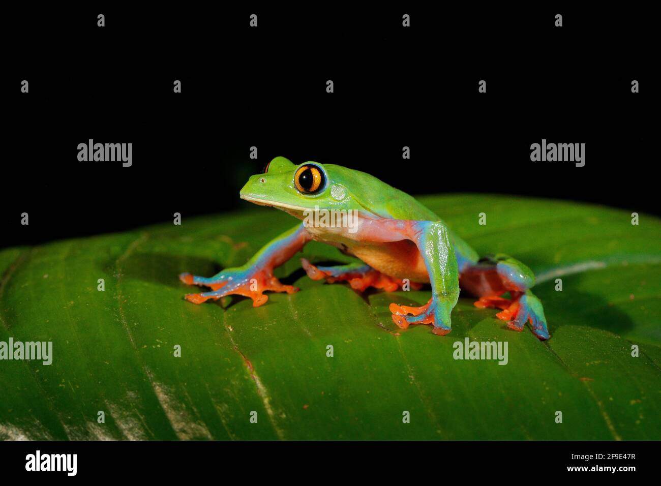 Agalychnis annae, Golden-eyed Tree Frog, green and blue frog on leave ...