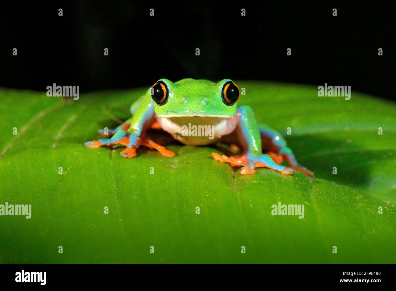 Golden toad of costa rica hi-res stock photography and images - Alamy
