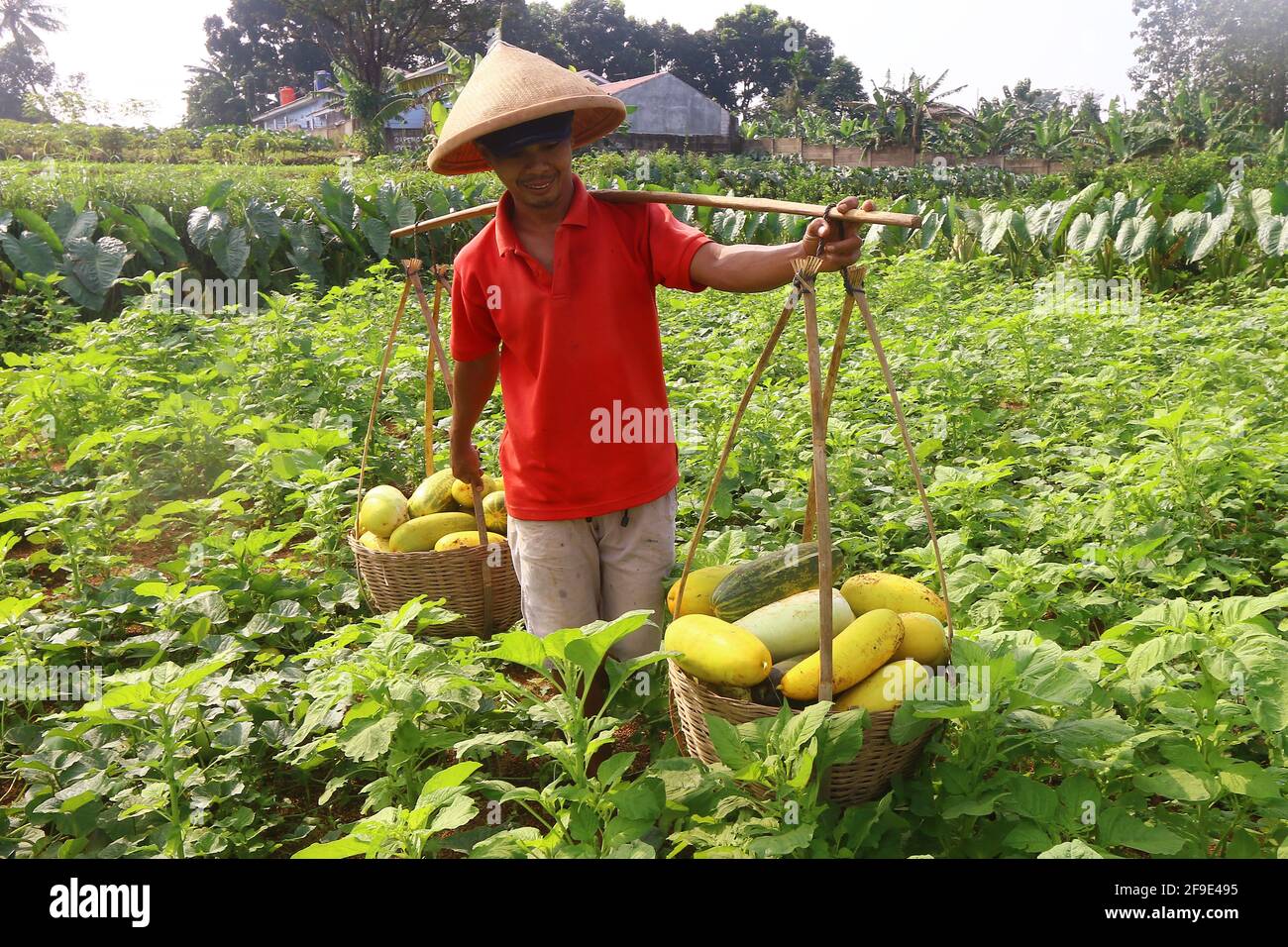 Farmers harvest suri cucumbers in West Java Province, Indonesia. This ...