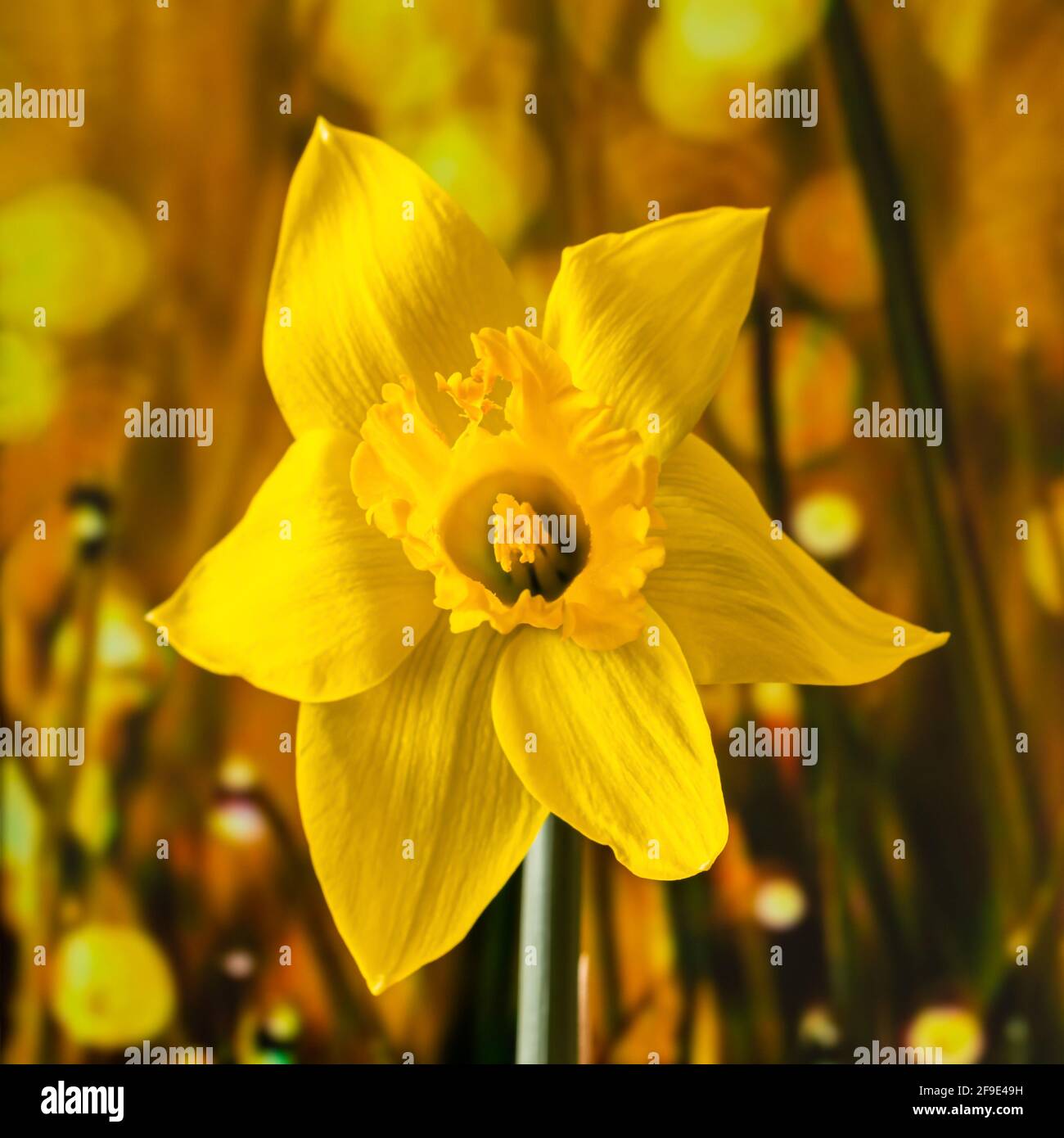 Epic flower hi-res stock photography and images - Alamy