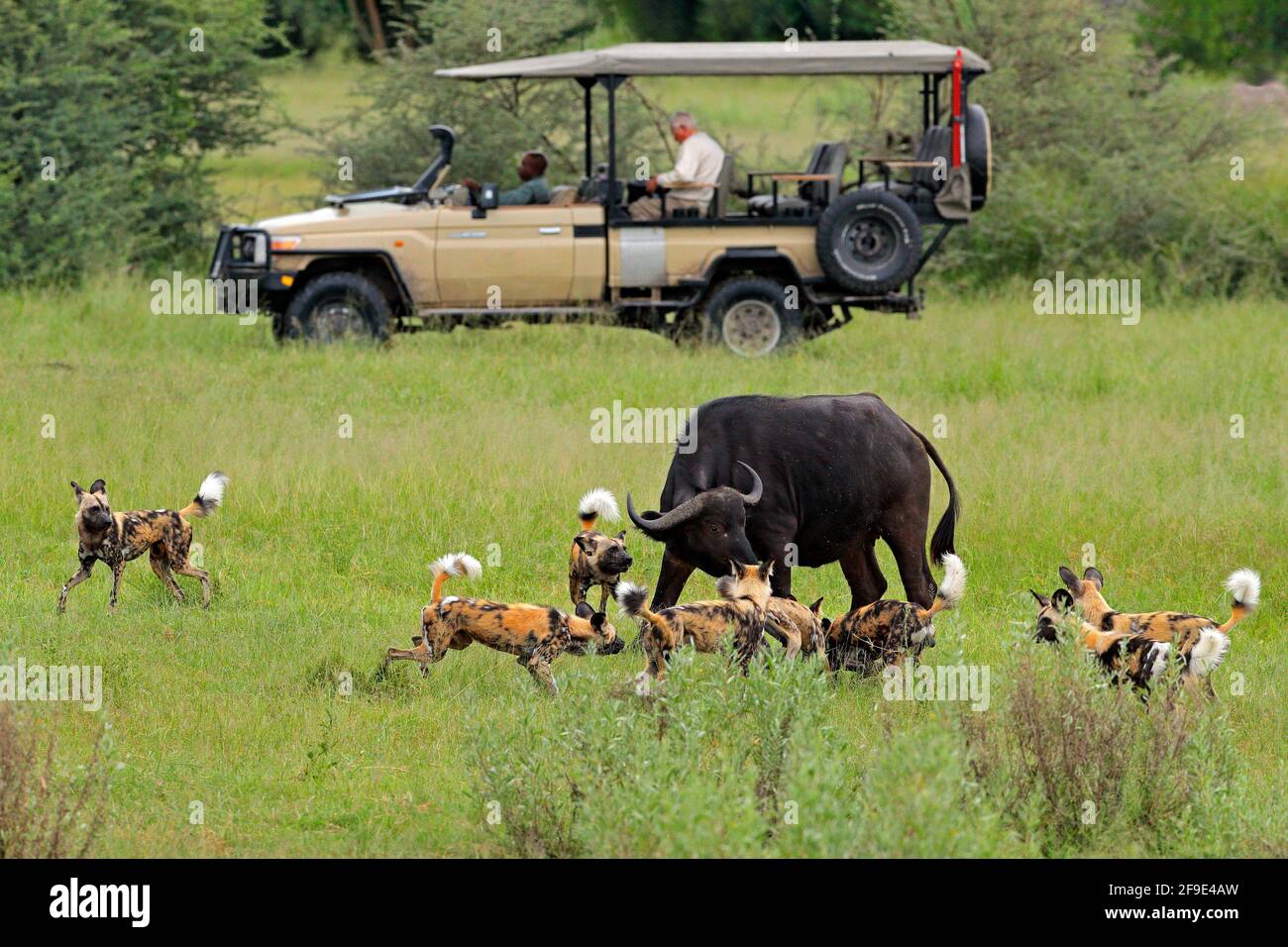 African safari, car with nature lovers. Wild Dog Hunting in Botswana ...