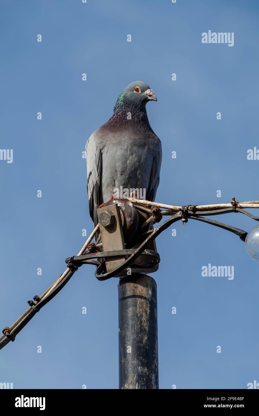 Flying rat hi-res stock photography and images - Alamy