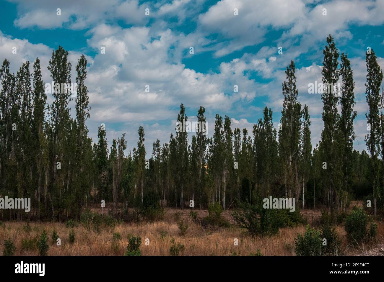 A closeup shot of high trees in a forest Stock Photo - Alamy