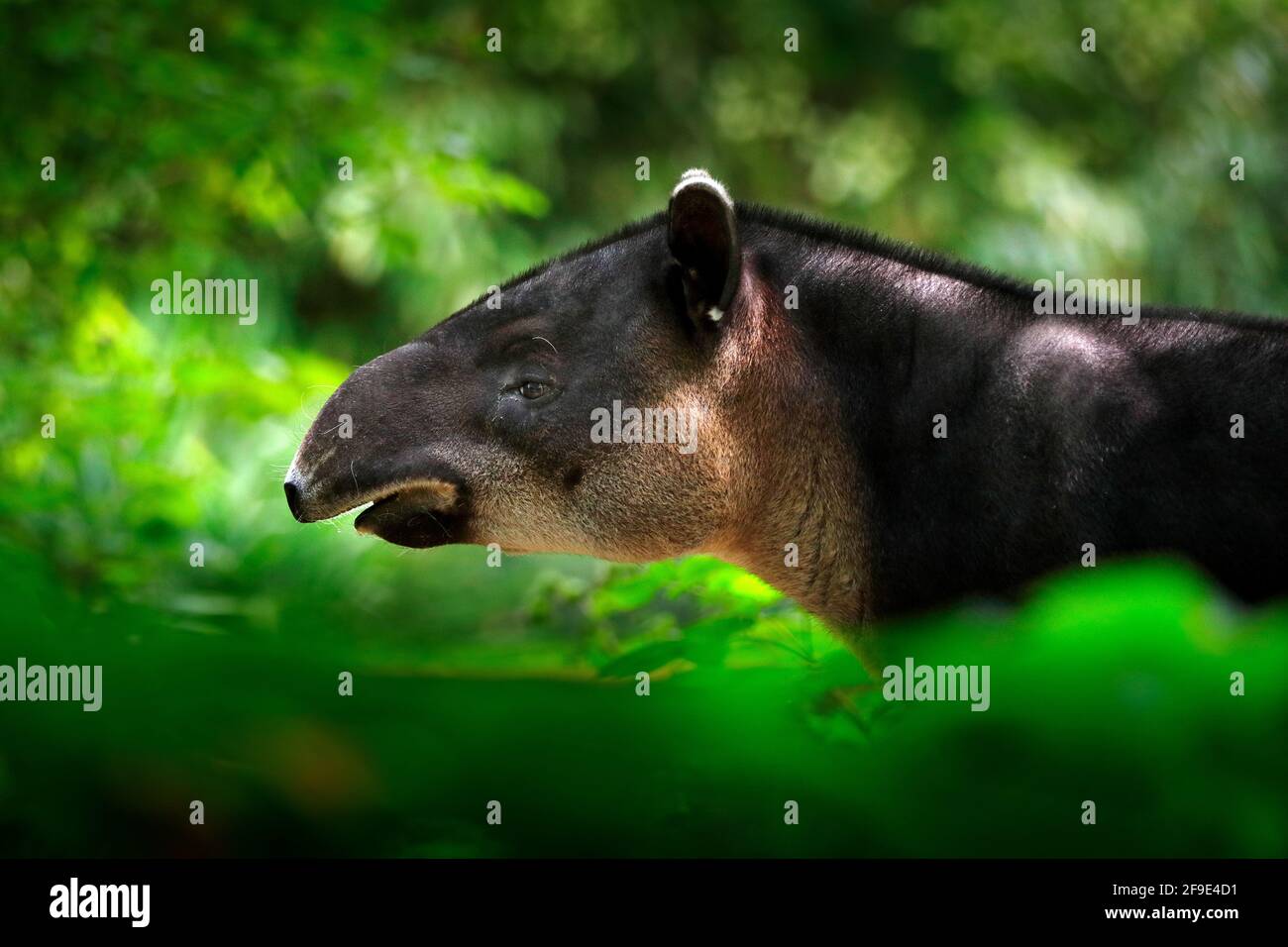 Tapir in nature. Central America Baird's tapir, Tapirus bairdii, in ...