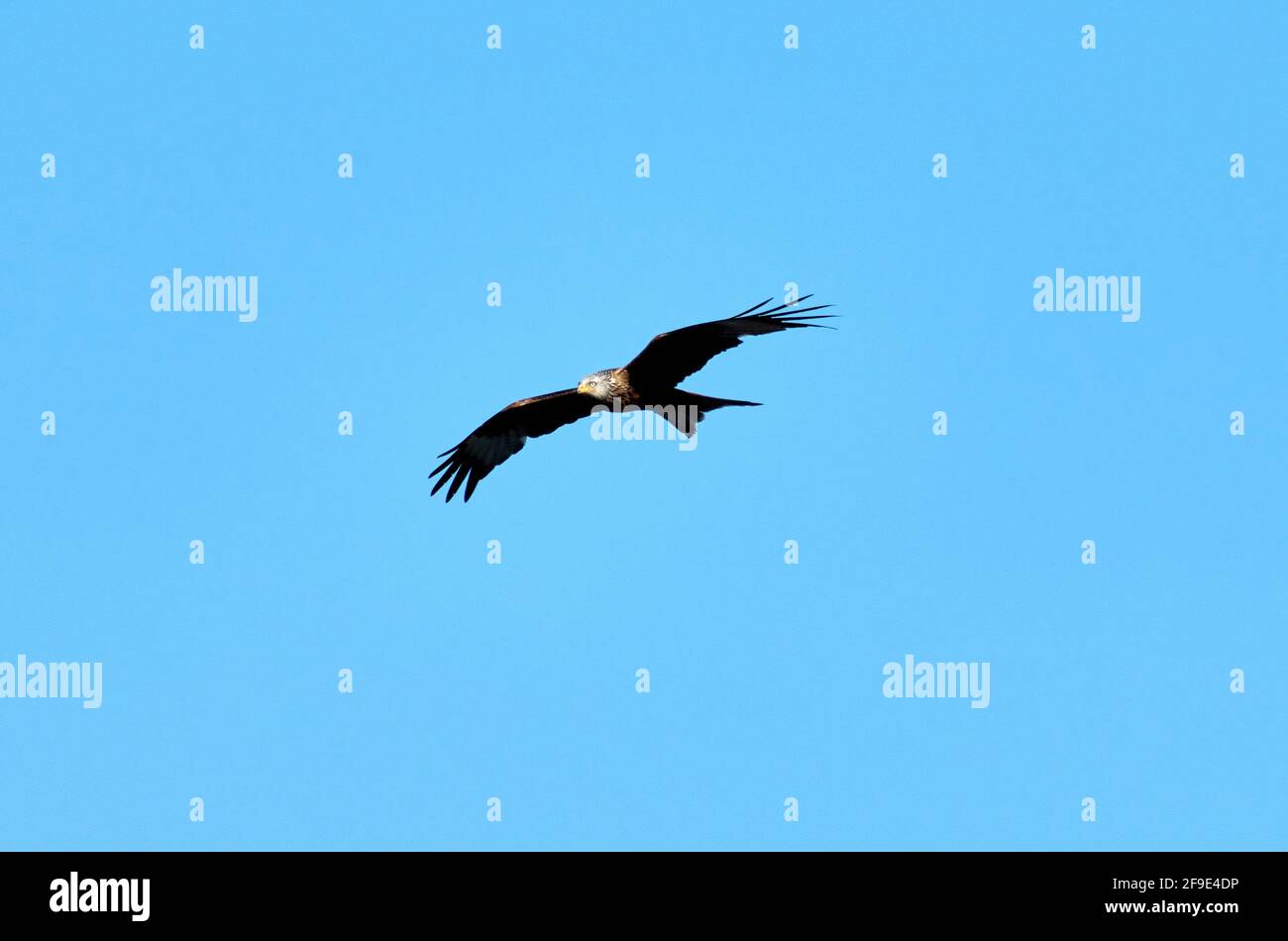 Bald Eagle Flying Through Sky High Resolution Stock Photography and Images - Alamy