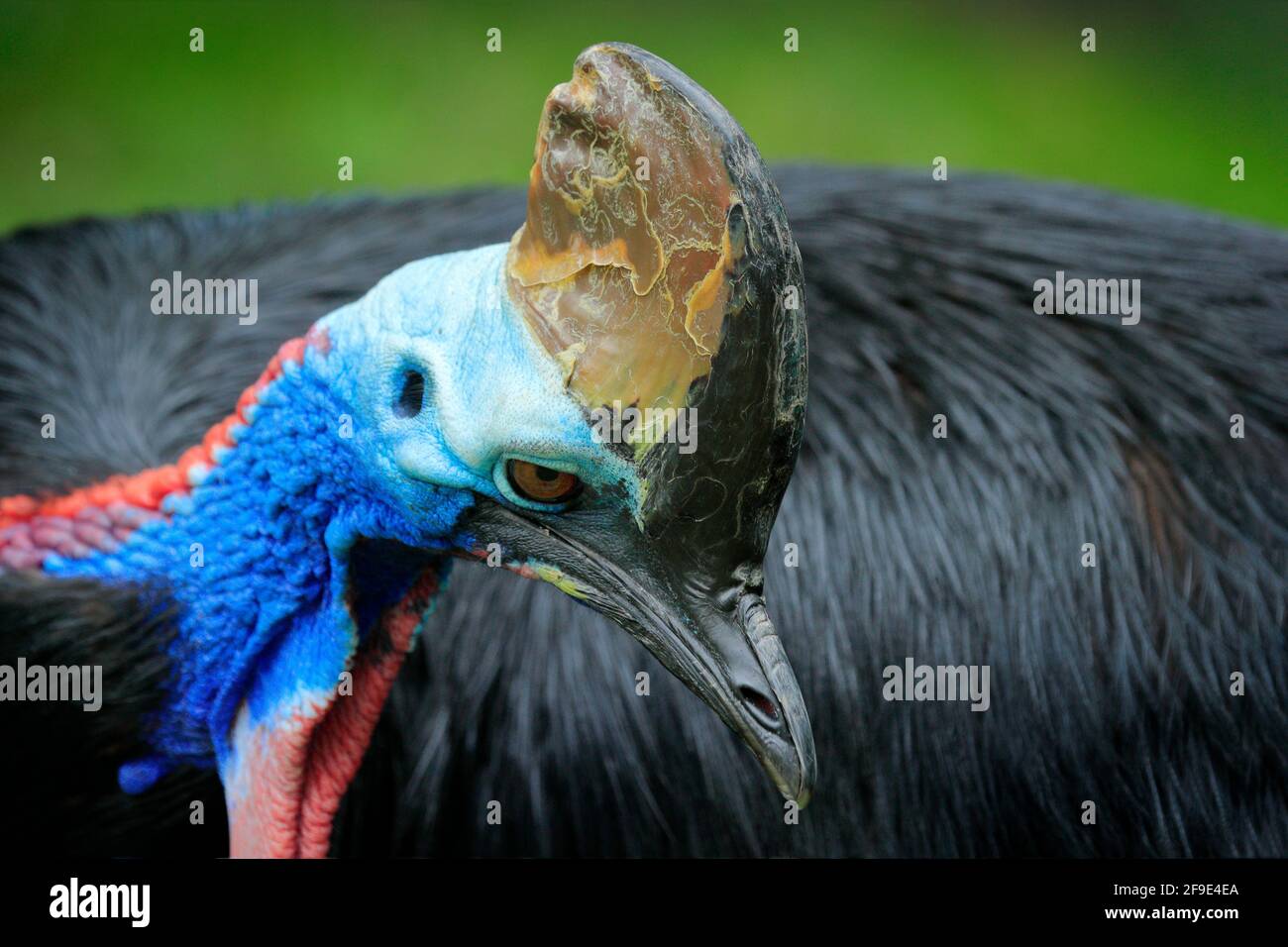 Detail portrait of Southern cassowary, Casuarius casuarius, known as ...