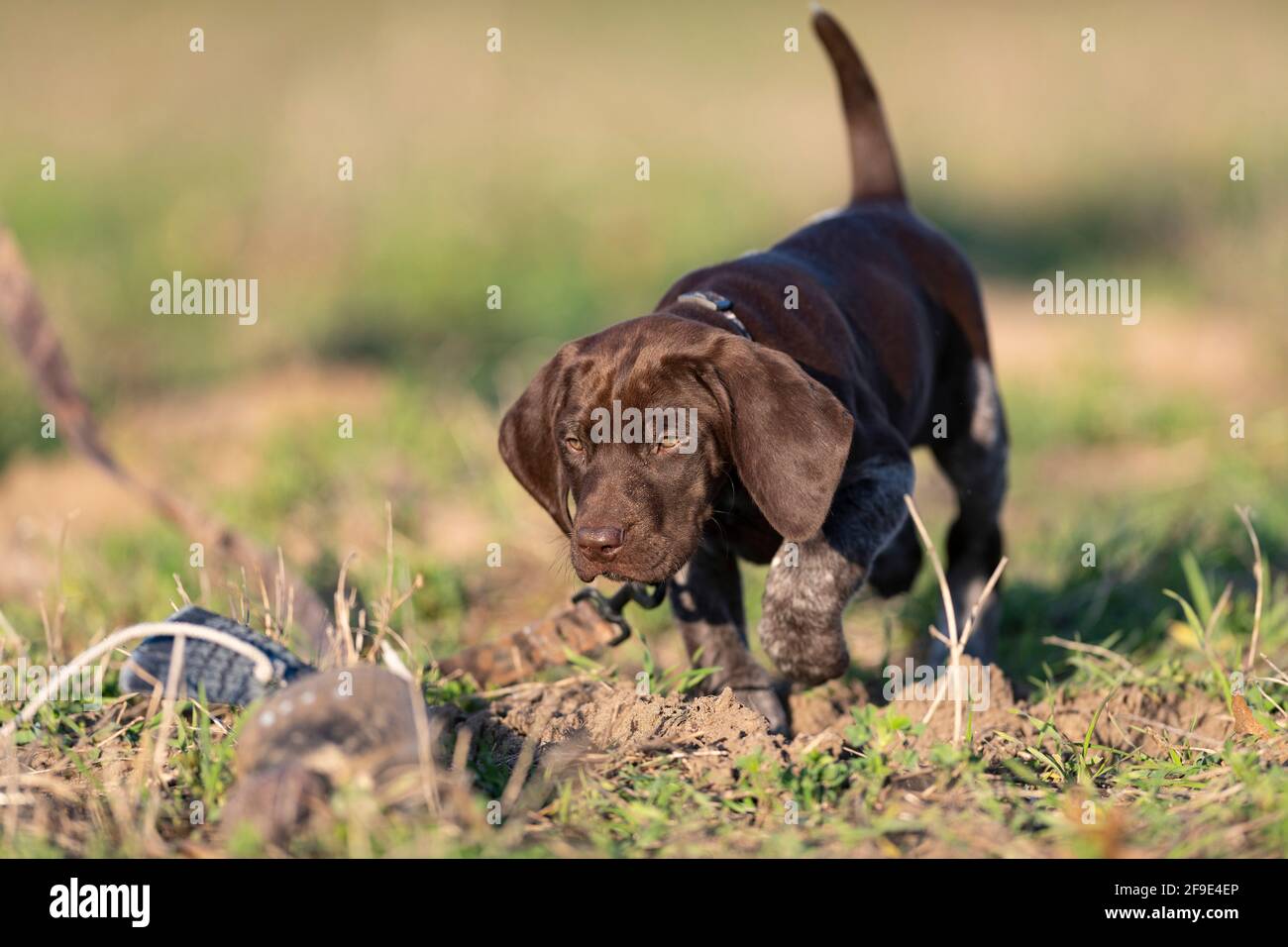 German shorthair puppy hi-res stock photography and images - Alamy