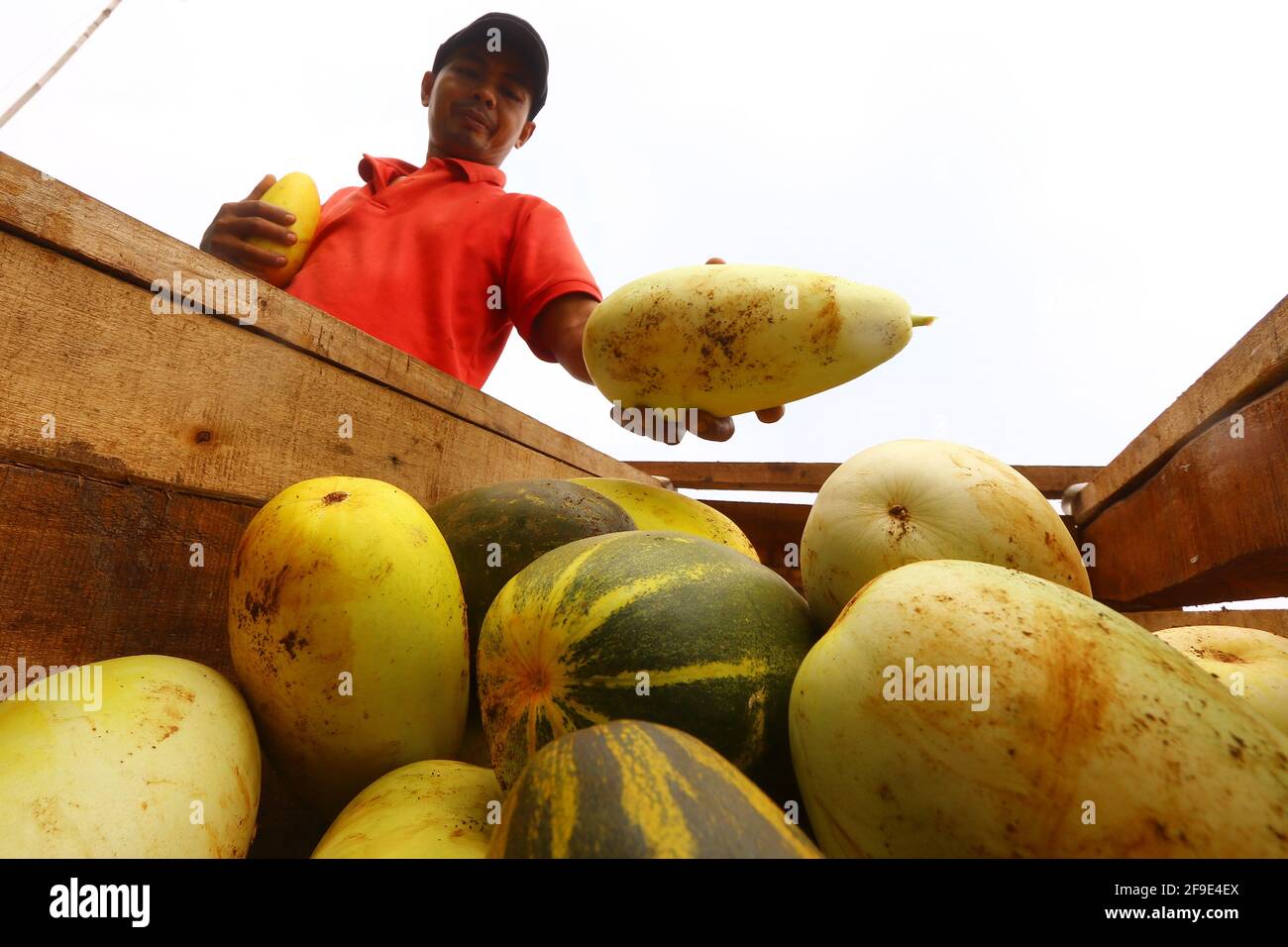 Farmers harvest suri cucumbers in West Java Province, Indonesia. This ...