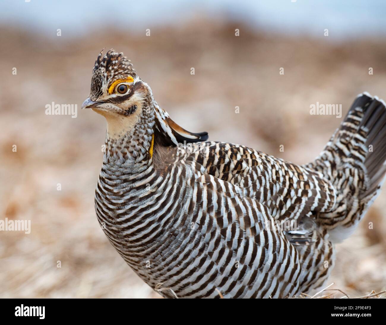 Heath hen greater prairie chicken hi-res stock photography and images ...
