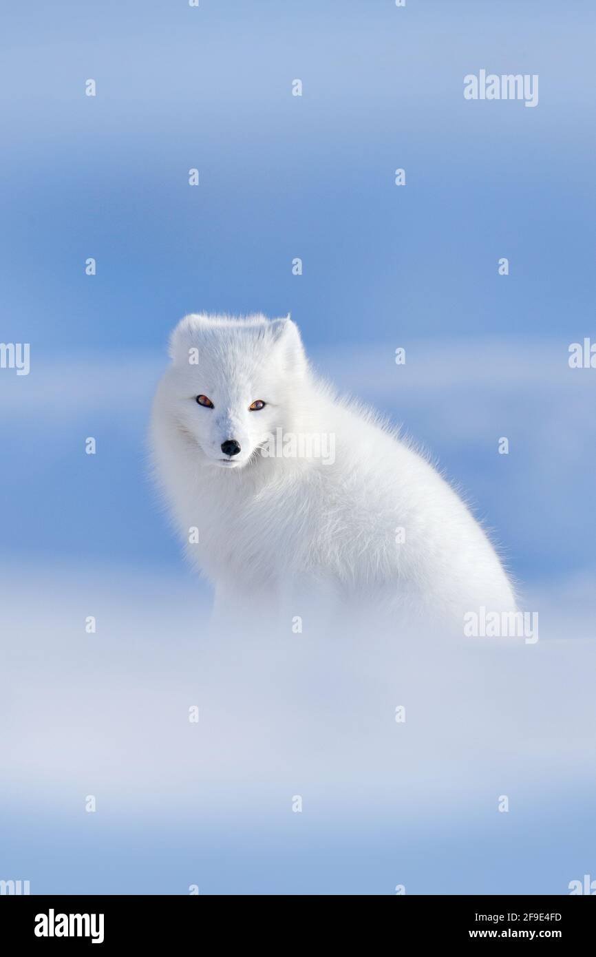 Polar fox in habitat, winter landscape, Svalbard, Norway. Beautiful ...