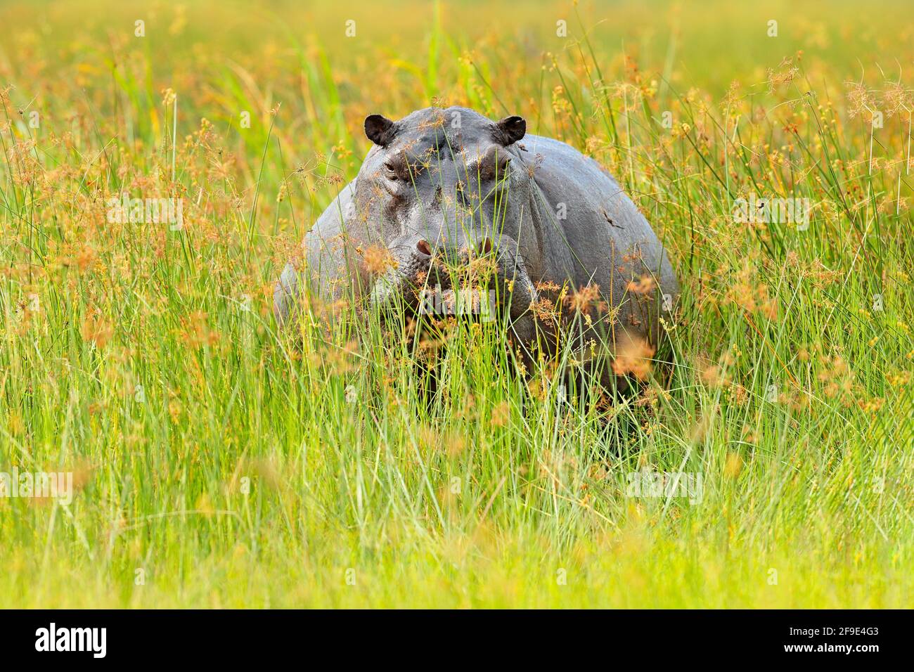 Hippo in the grass, wet green season. African Hippopotamus ...