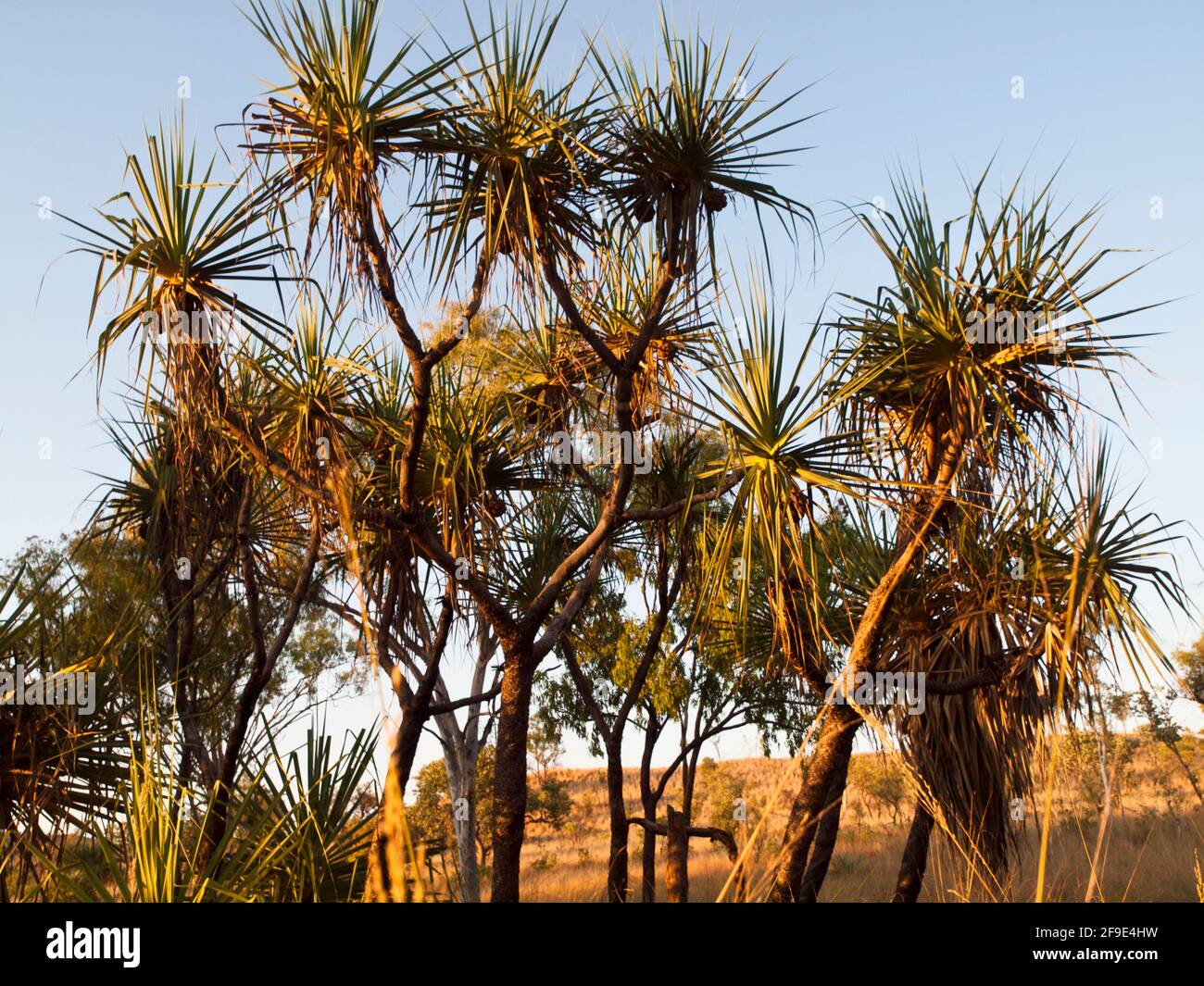 Pandanus palm screw pine tree hi-res stock photography and images - Alamy