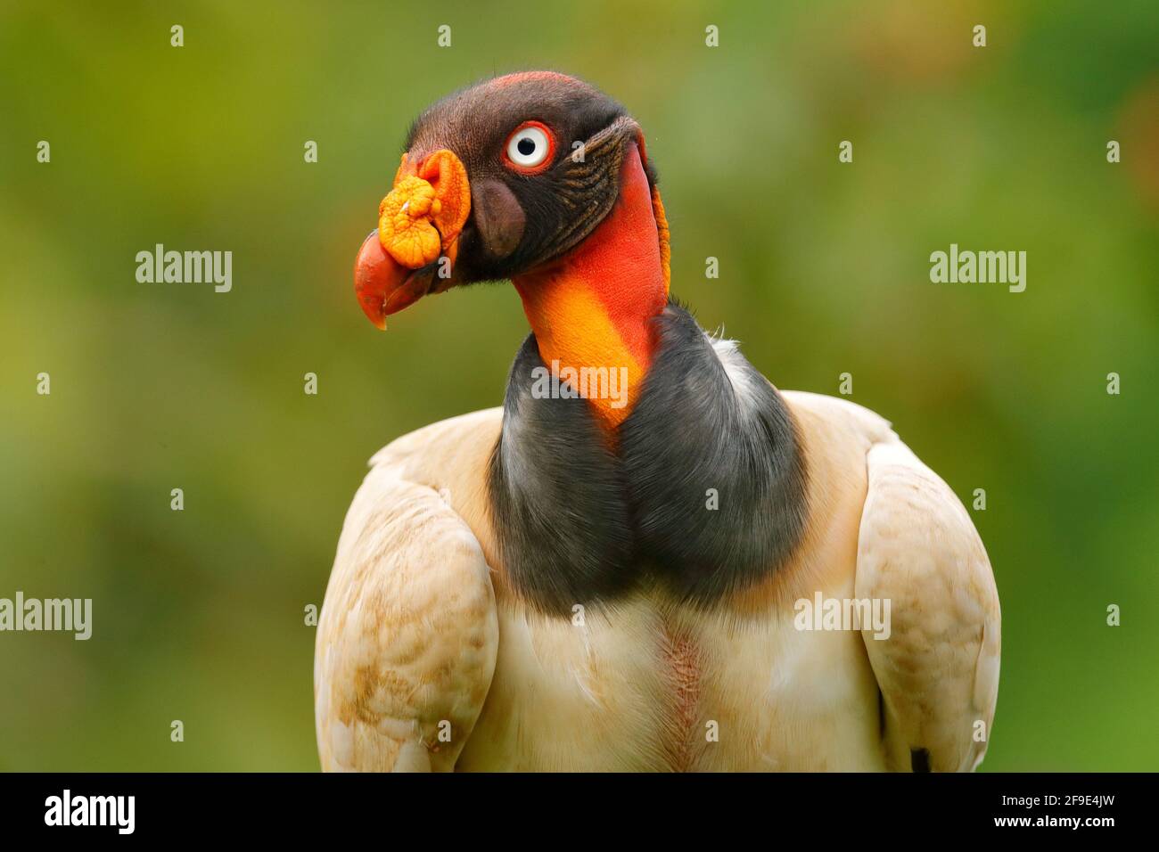 King vulture, Costa Rica, large bird found in South America. Flying ...